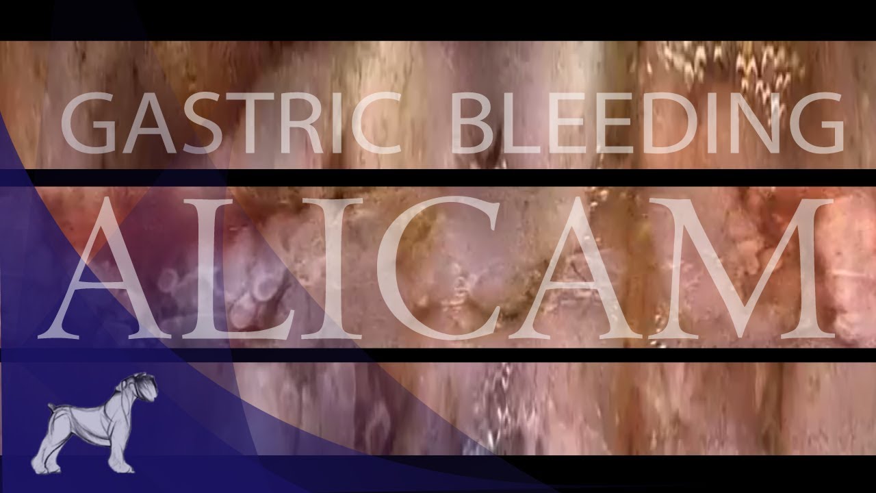 ALICAM | Gastric bleeding in a dog | Inanda Vets | - YouTube