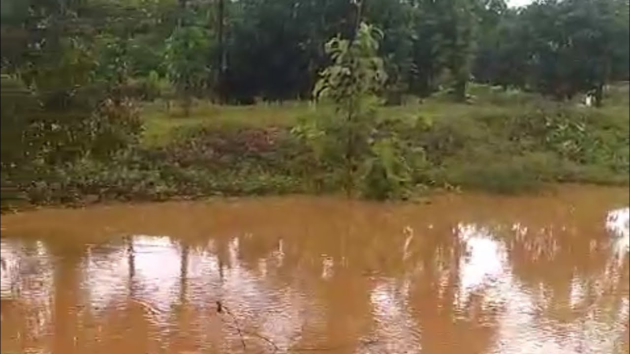 More filled ponds in Mango Farm, October 16, 2024 - YouTube