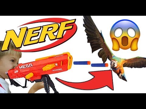 MOST DANGEROUS NERF GUN POINTED ON MY BIRD HOPE! - YouTube