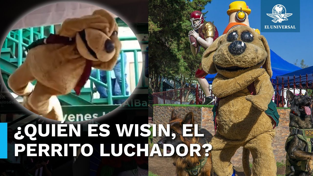 Él es “Wisin”, el perrito luchador que es viral en redes sociales - YouTube