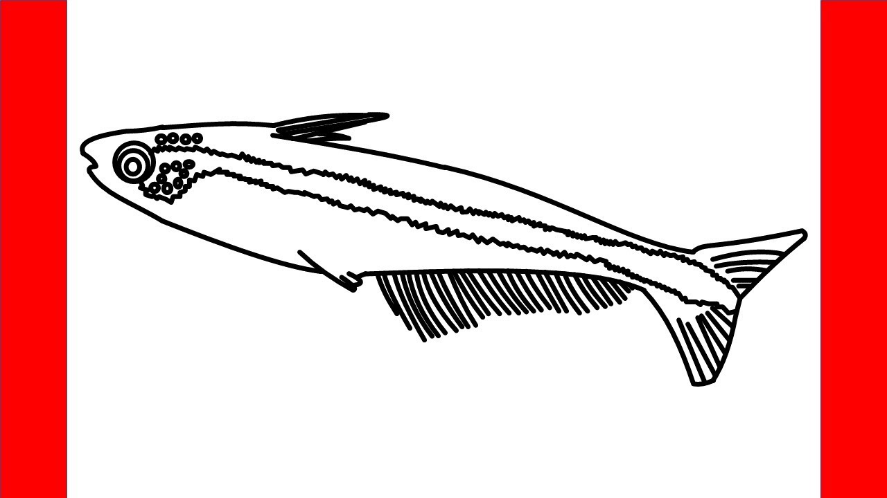 How To Draw African Glass Catfish - Step By Step Drawing - YouTube