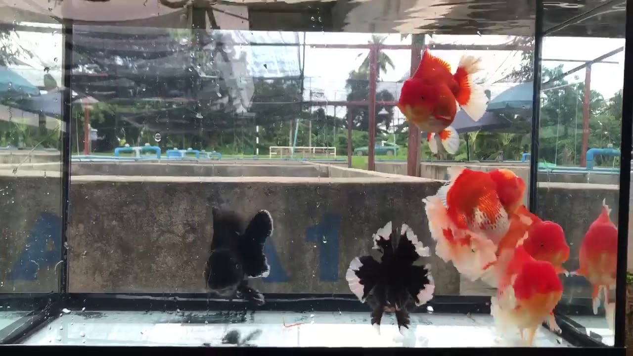 orchid tail oranda - thailand - YouTube