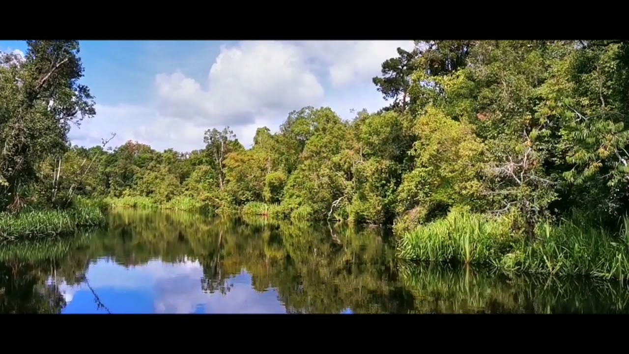 The Nature - Borneo - YouTube