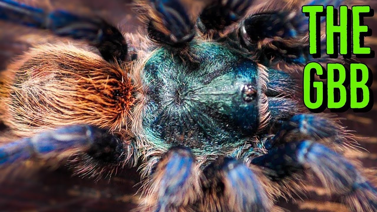 The Amazing Green Bottle Blue Tarantula - Everything YOU Need To Know ...