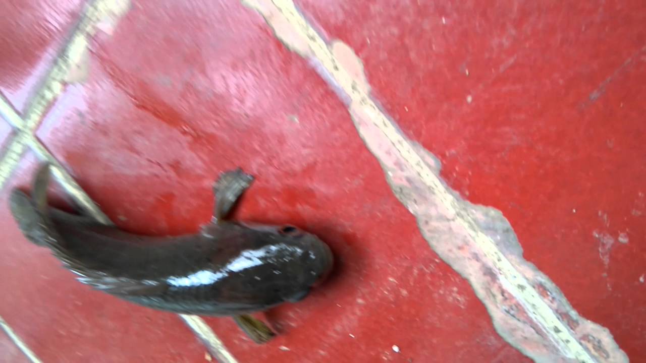 Climbing gourami - YouTube