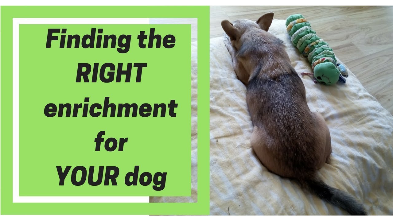 Finding the RIGHT environmental enrichment for YOUR dog! - YouTube