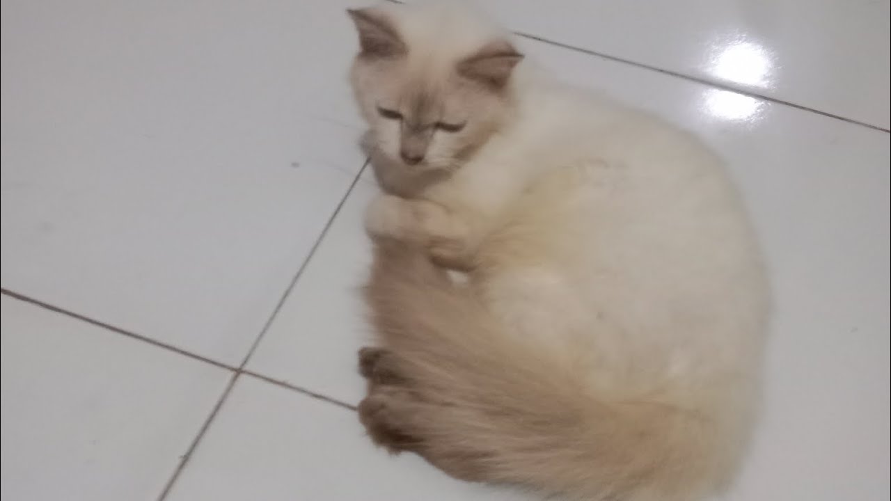 odi kucing imut, bersih bersih badan nya di bangku#cat #kucing # ...