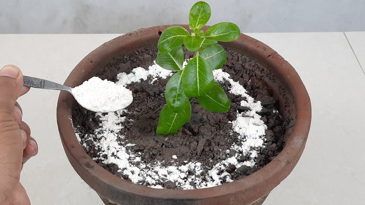 New Way To Grow healthy plants at home using calcium | Calcium ...