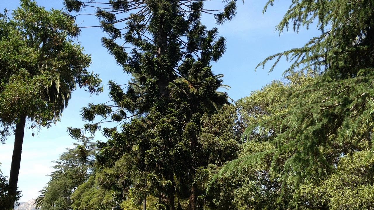 Bunya-Bunya Tree - YouTube