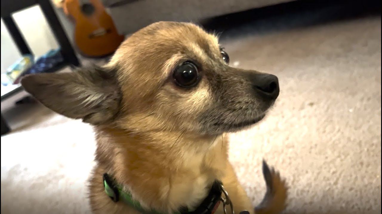 Cute dogs say hello to YouTube - YouTube
