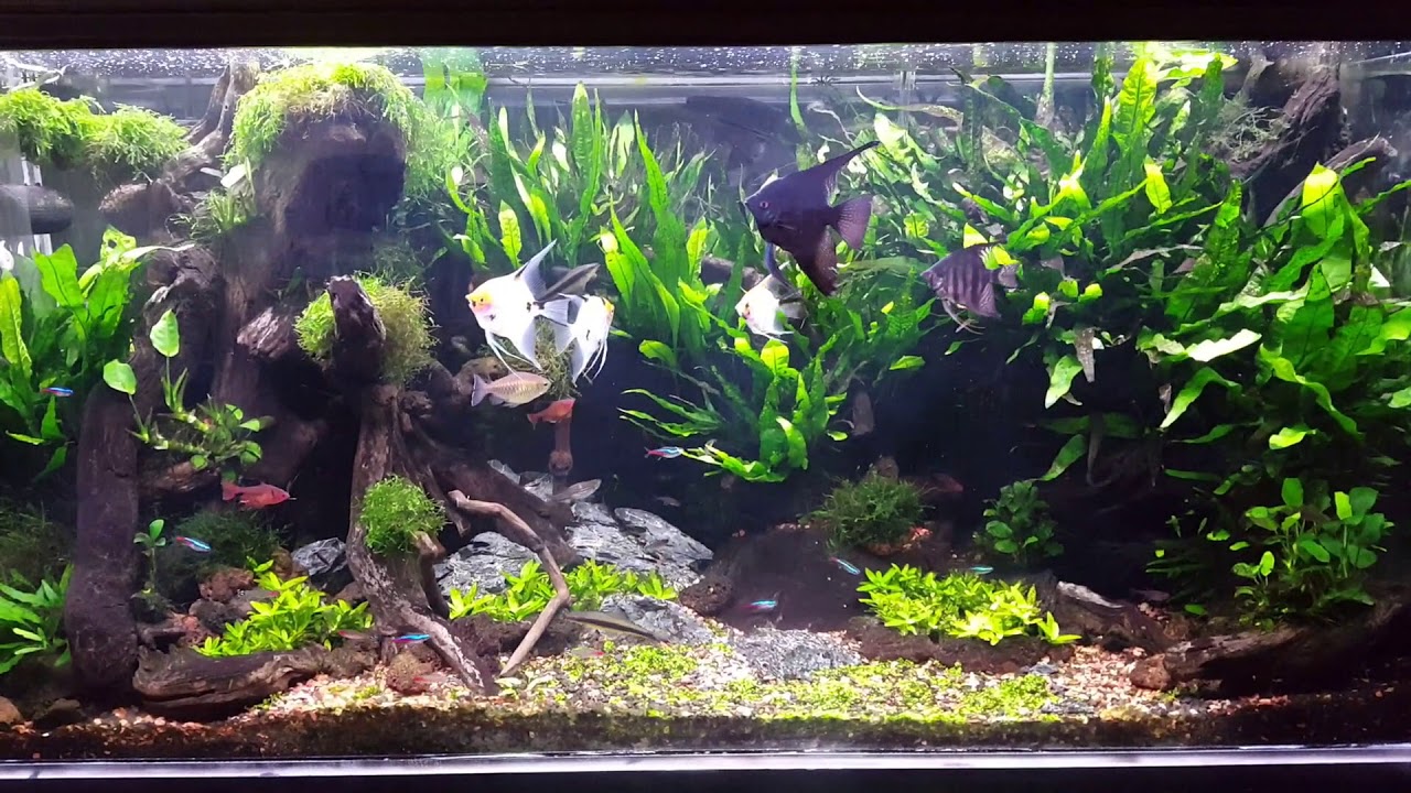 75 gal Amazon jungle tank - YouTube
