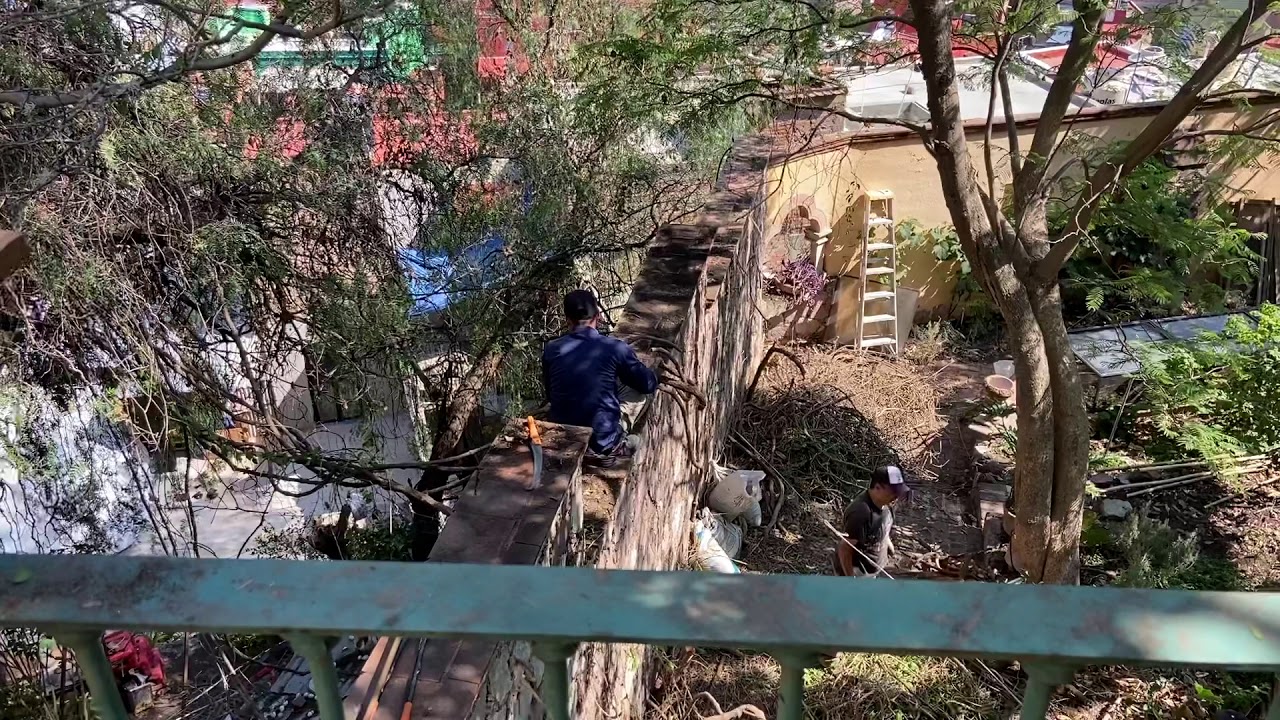 Vine Removal Threatens Chicken Coop. Procrastination Made Simple - YouTube