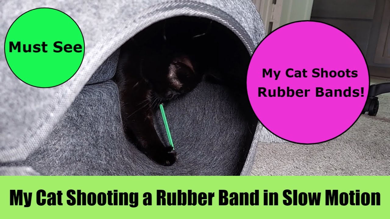 My Cat Shooting a Rubber Band in Slow Motion - YouTube