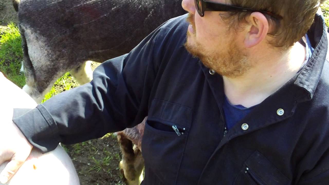 poppy the clever sheep - YouTube