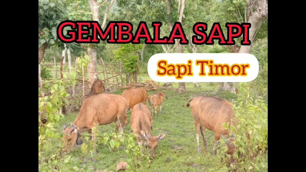 Gembala Sapi di sekitaran Kampung || Gembala Sapi Timor - YouTube
