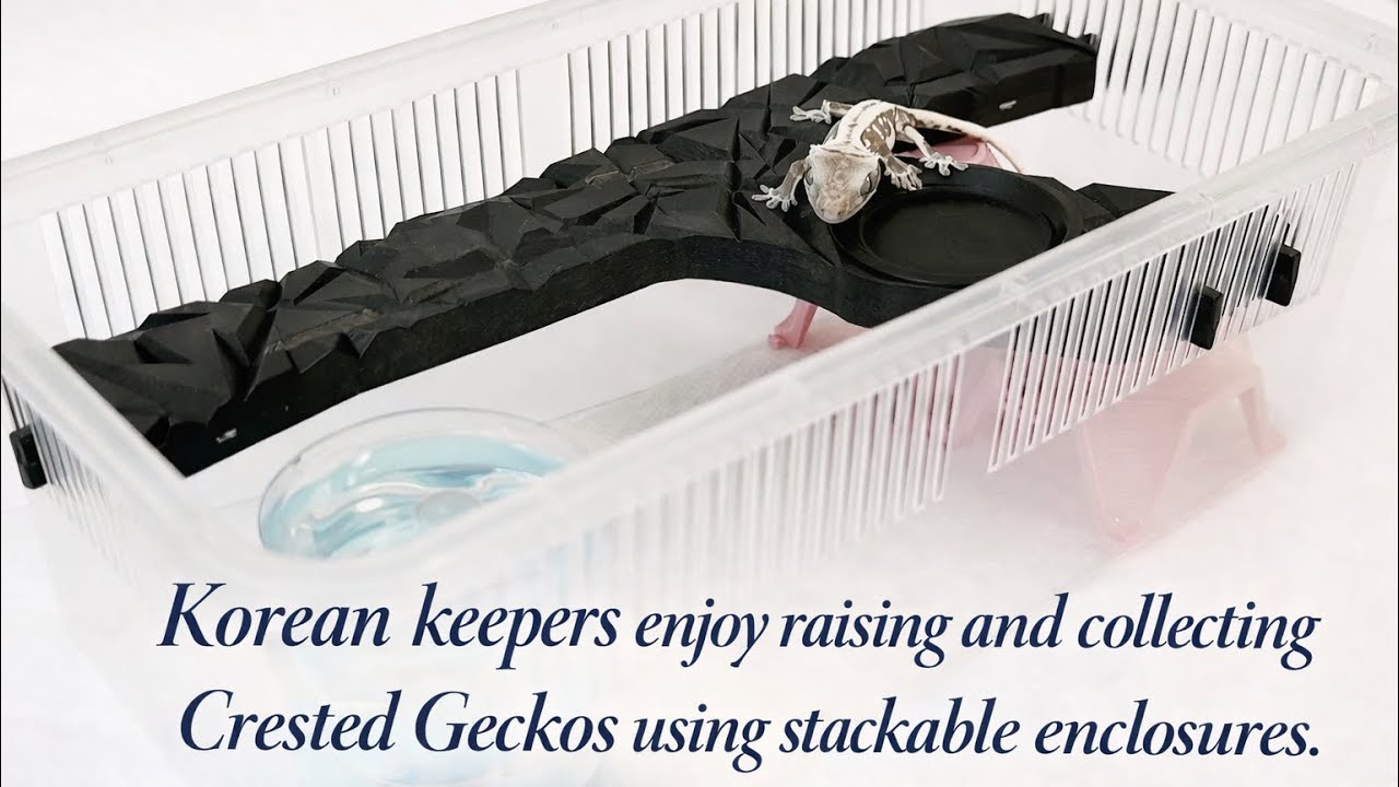 How Korean Breeders Raise Crested Geckos Stackable Enclosure Sizes from ...