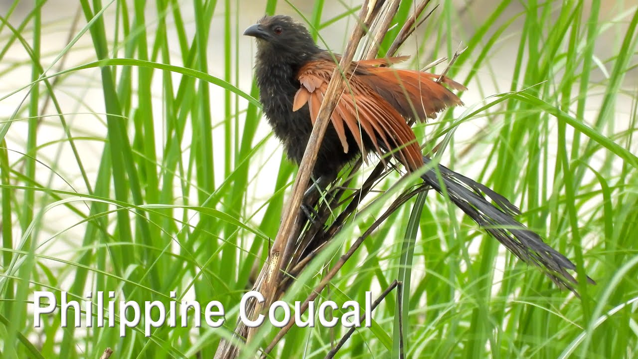 Philippine Coucal (Centropus viridis, in 4K) - YouTube