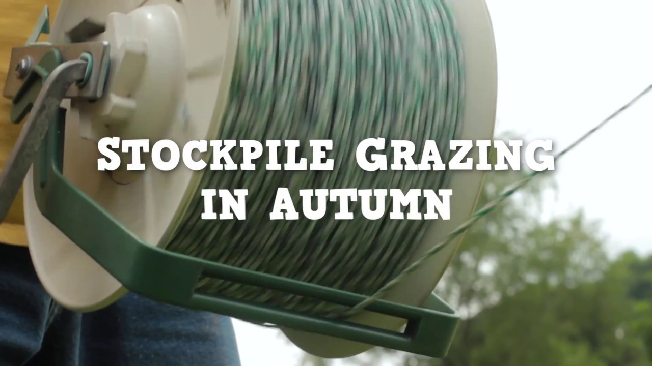 Stockpile Grazing in Autumn - YouTube