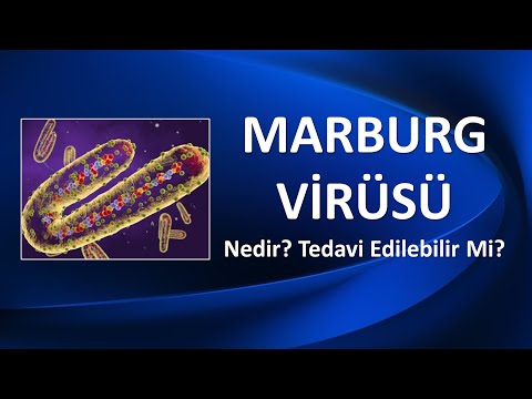 MARBURG VİRÜSÜ NEDİR? TEDAVİ EDİLEBİLİR Mİ?