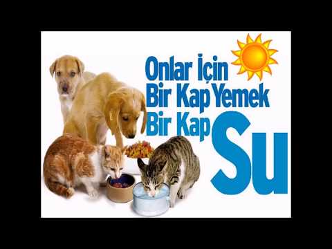 Hayvanları sevelim, koruyalım, umut olalım...