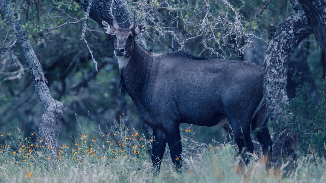5 Fun Facts About The Nilgai - YouTube