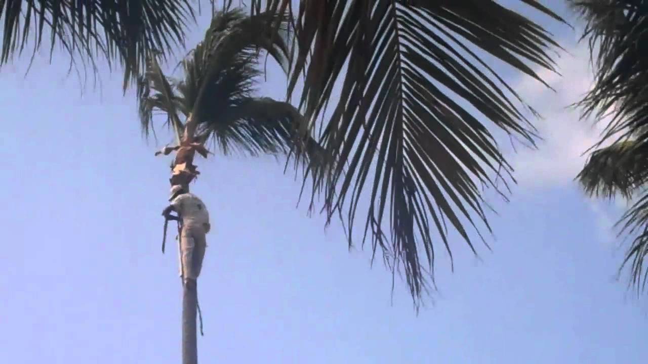 UNA TECHNICA MUY BUENA PARA SUBIR UNA MATA DE COCO - YouTube