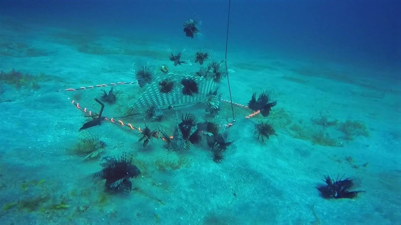 Don't Miss This! Lionfish Trap! - YouTube