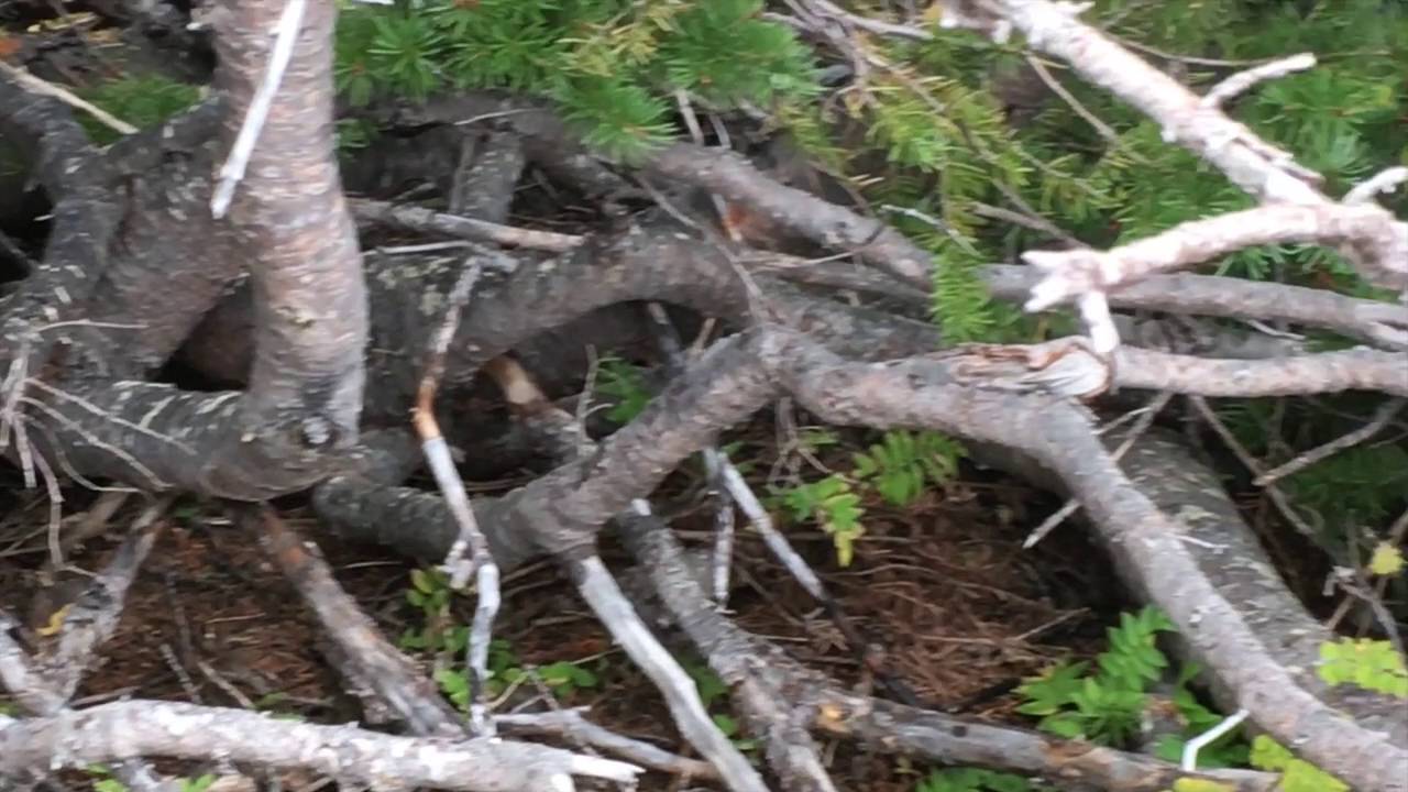 Subalpine Fir Adaptation: Explainer Video - YouTube