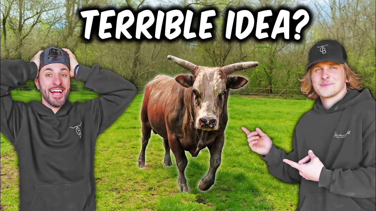 We're Breeding The MEANEST Bucking Bull On the Ranch! - YouTube