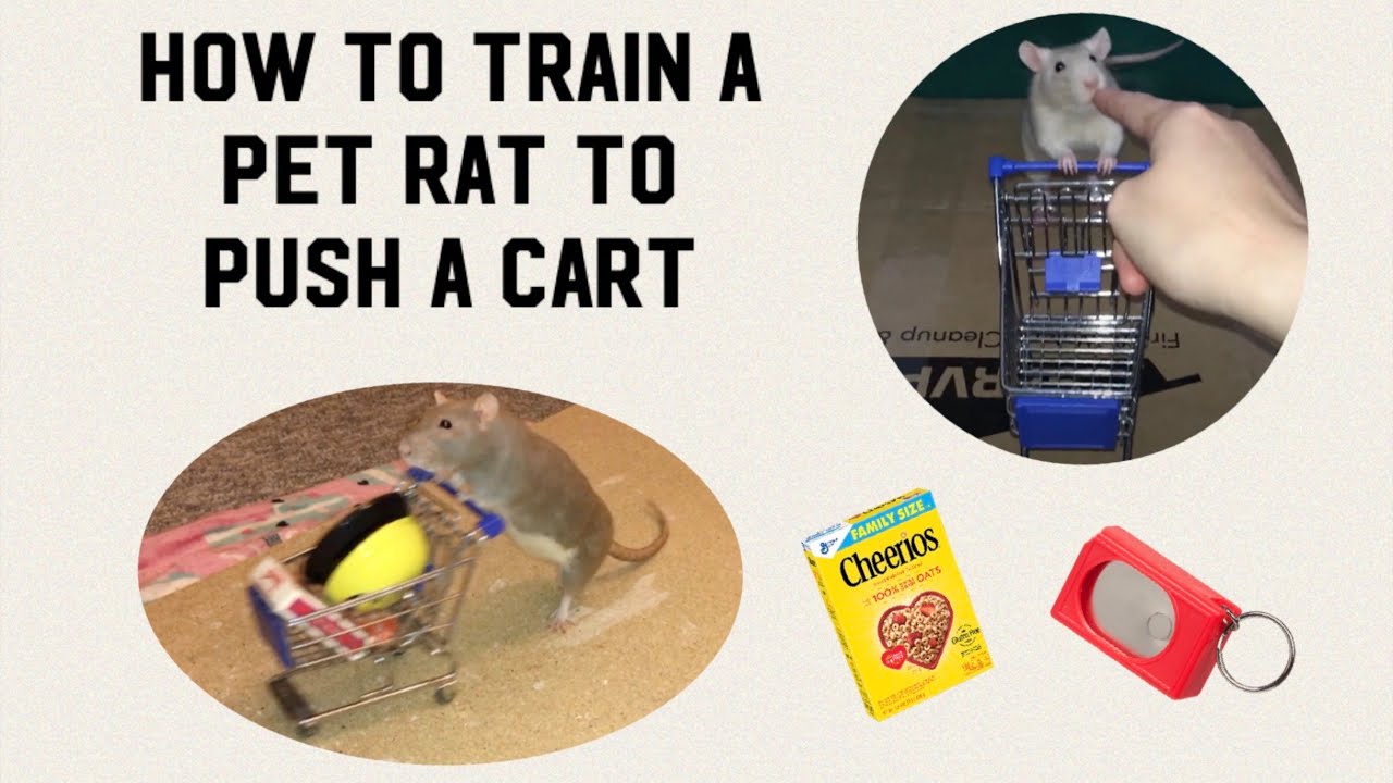 How to Train a Rat to Push a Mini Cart - YouTube