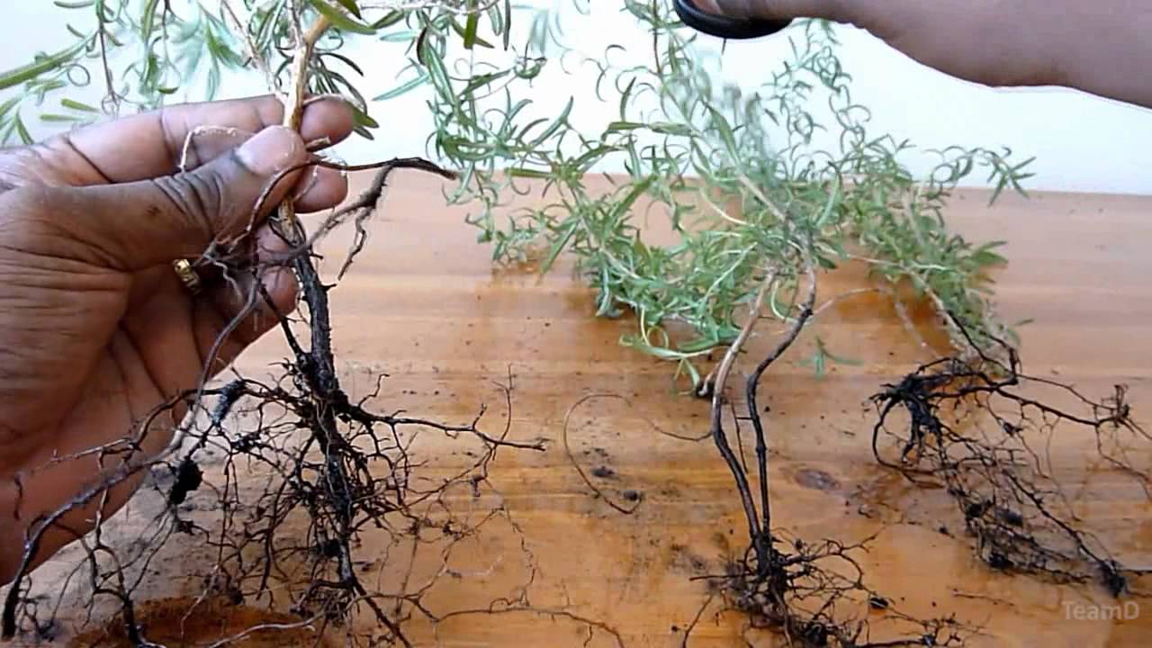 BRAIDED PLANT - How To Make Braided Rosemary - YouTube