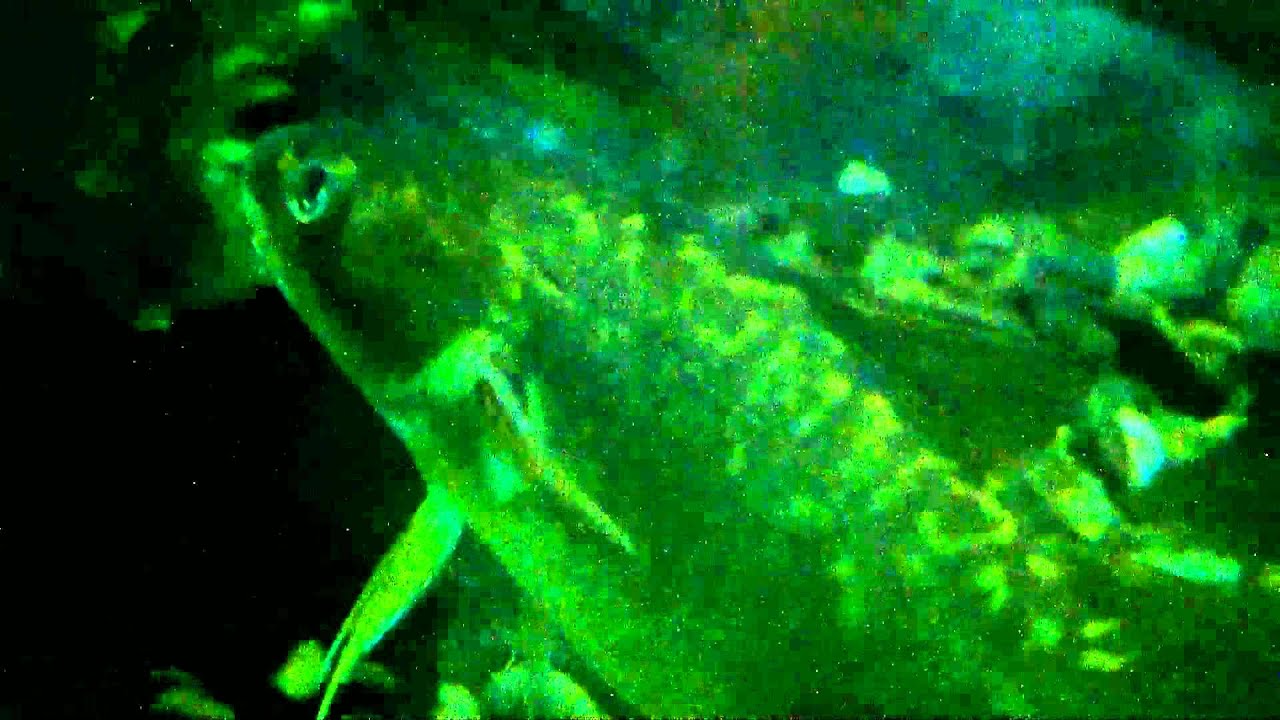 Poisson du fleuve saint-laurent - YouTube