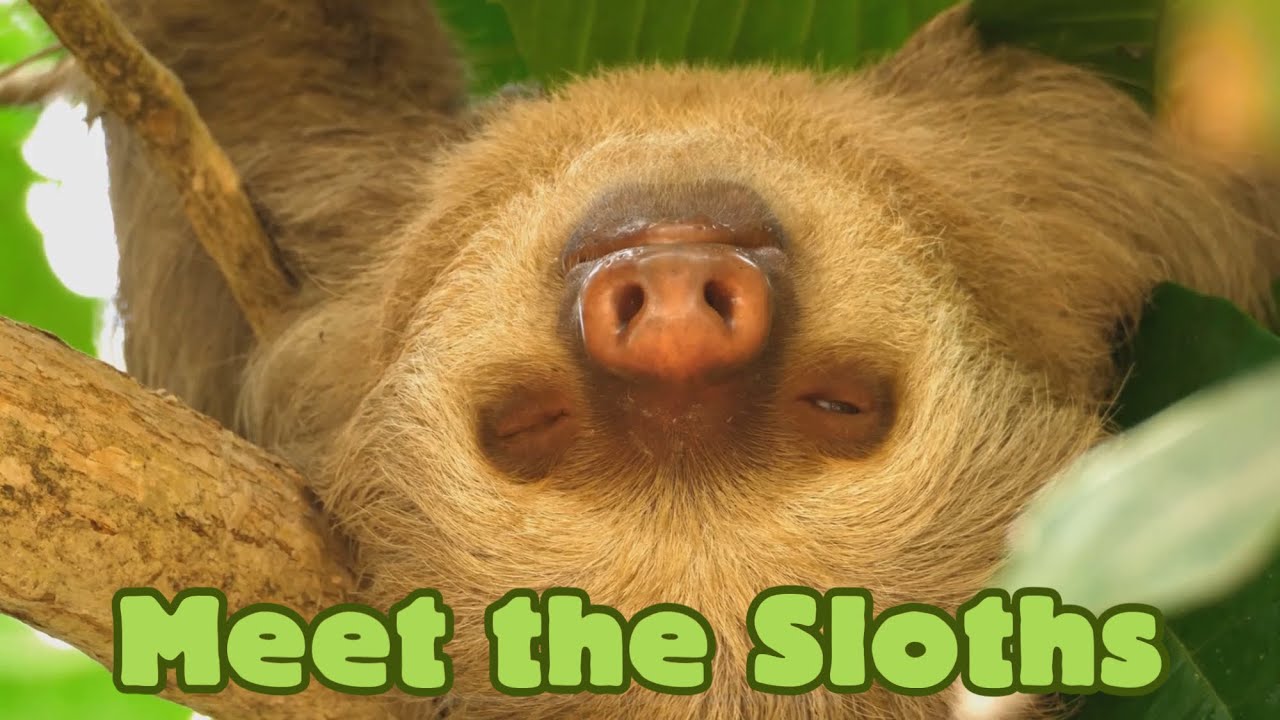 Meet the Sloths #sloth #science #scienceforkids #animals #homeschool ...