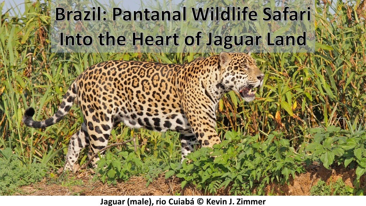 Brazil Pantanal Wildlife Safari into the Heart of Jaguar Land - YouTube