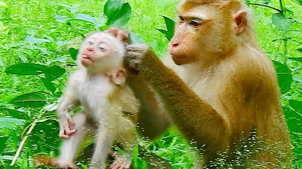 Documentary! Luna Care Leo, BBC Earth & Nat Geo, Animal Planet, Monkey ...