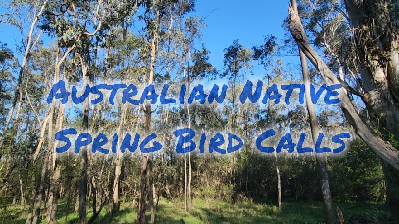 Australian Spring Birds Calling NSW Nature Reserve Ambient Sounds for ...