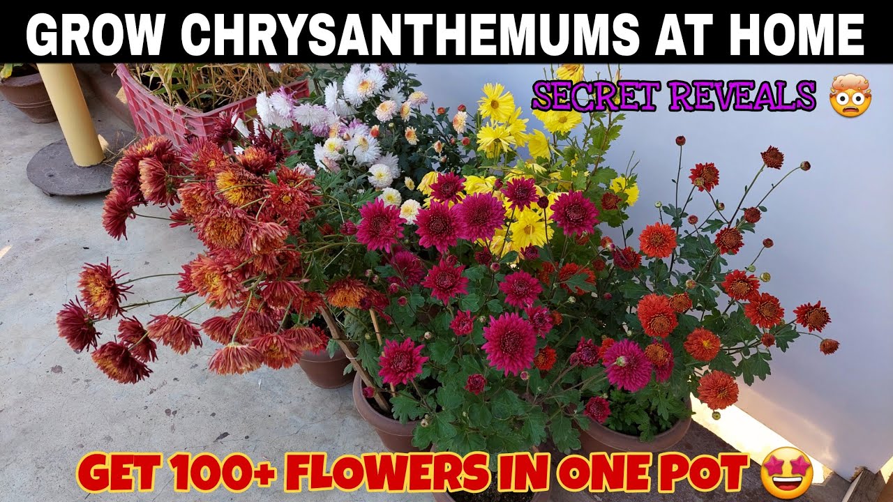 Grow Lots Of Chrysanthemums/Shevanti Plant At Home| & How to take 100 ...