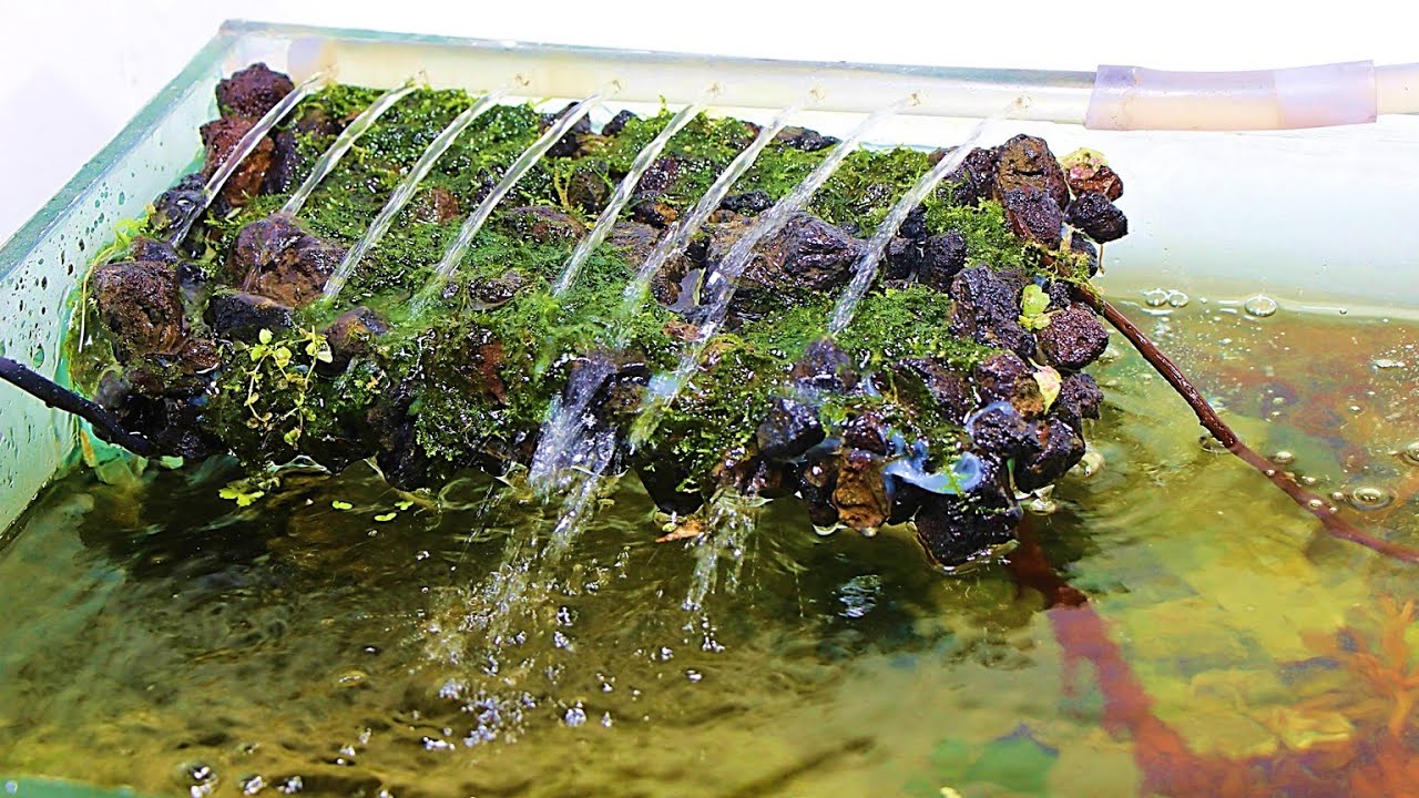 Make Your Aquarium Fish Tank Become It's Own Live Biological Filter ...
