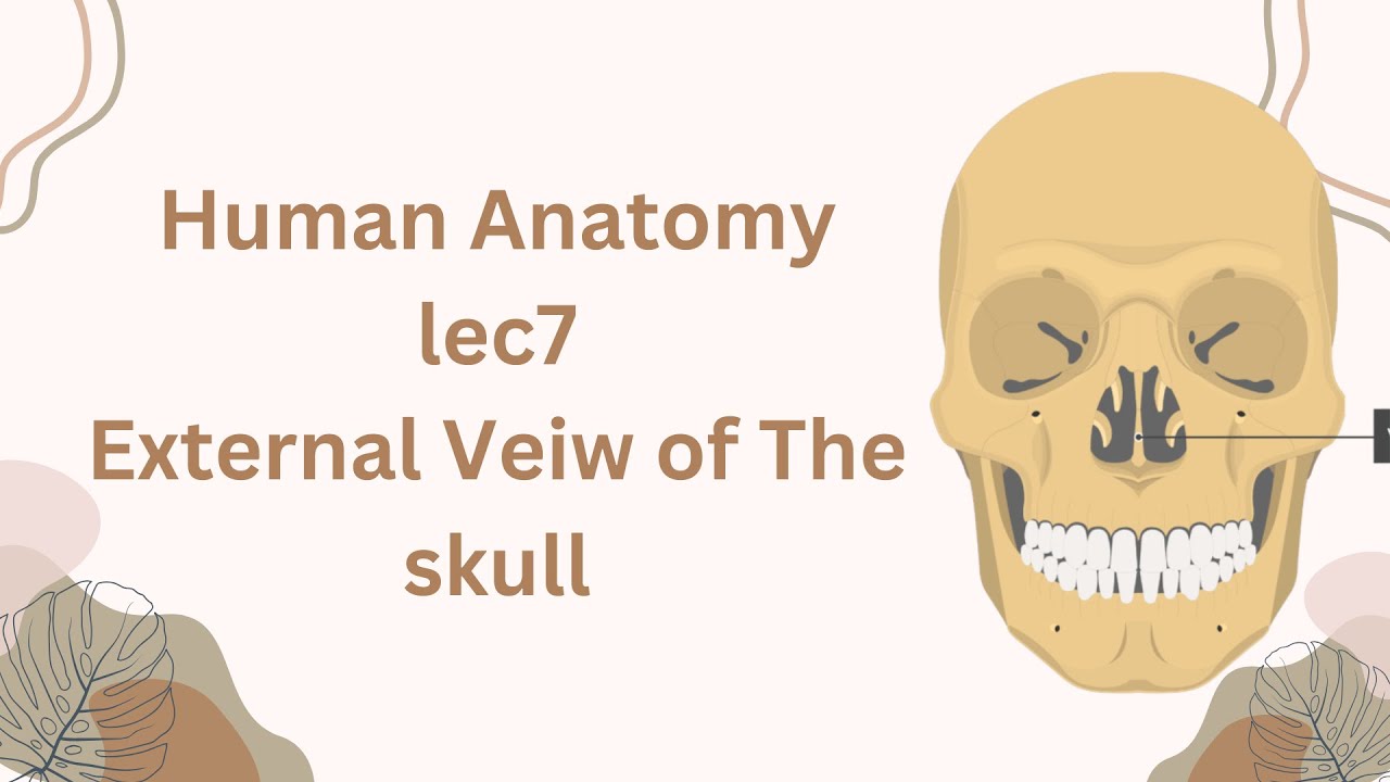 Human Anatomy_lec7(External veiw of the skull) - YouTube