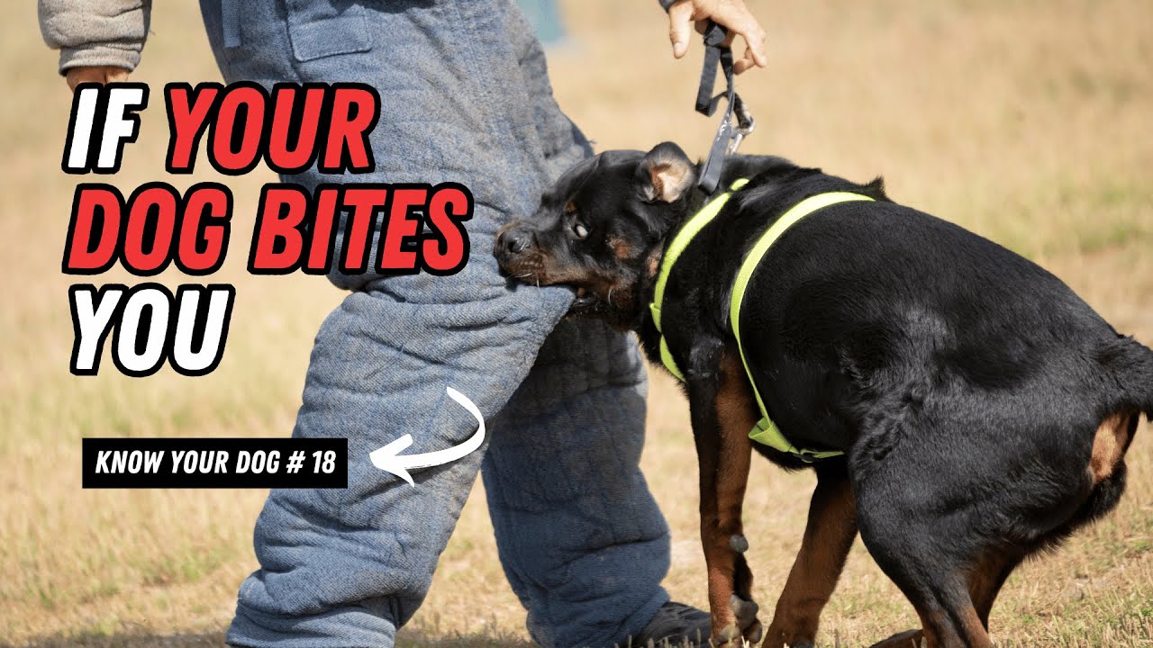 SHOCKING: If Your Dog Bites Your Hand, Here’s What It REALLY Means 🐾 ...