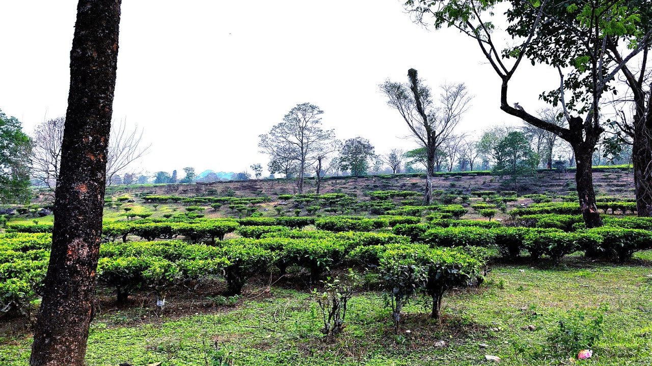 Chulsa Goodricke Tea Estate - YouTube