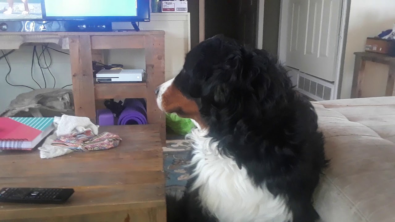 LEGALIZE AWOO - YouTube