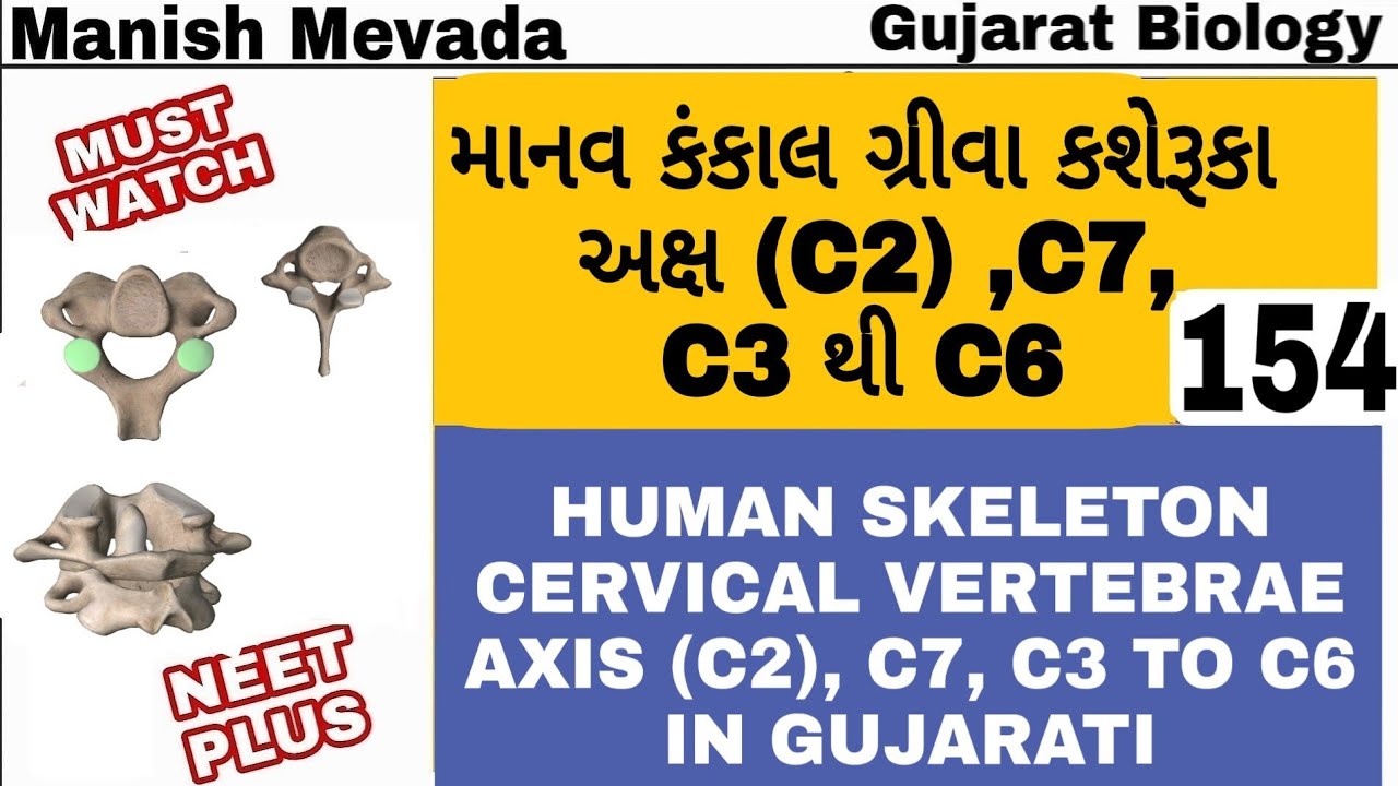 HUMAN SKELETON CERVICAL VERTEBRAE AXIS(C2),C7,C3 TO C6|માનવ કંકાલ ...