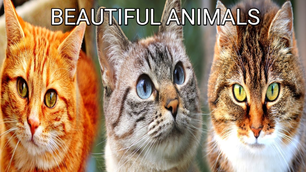 KUCING LUCU DAN KOMPILASI KUCING-KUCING CANTIK,ANGGORA,PERSIA,BRITISH ...