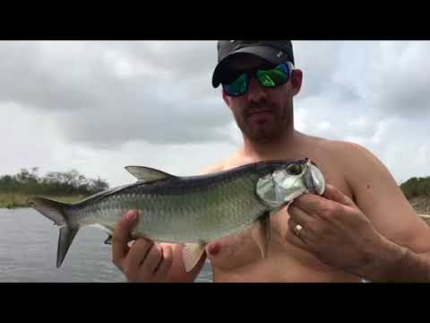Tarpons in fresh water??? - YouTube