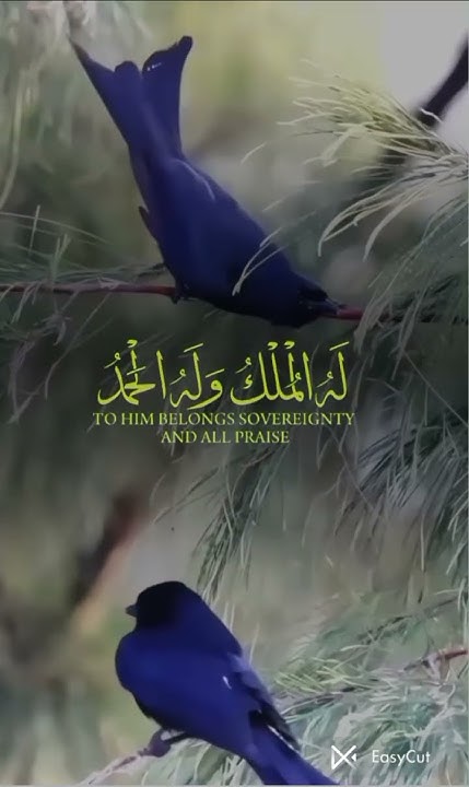 Pashton official chennal New trending telawat Quran YouTube channel ...