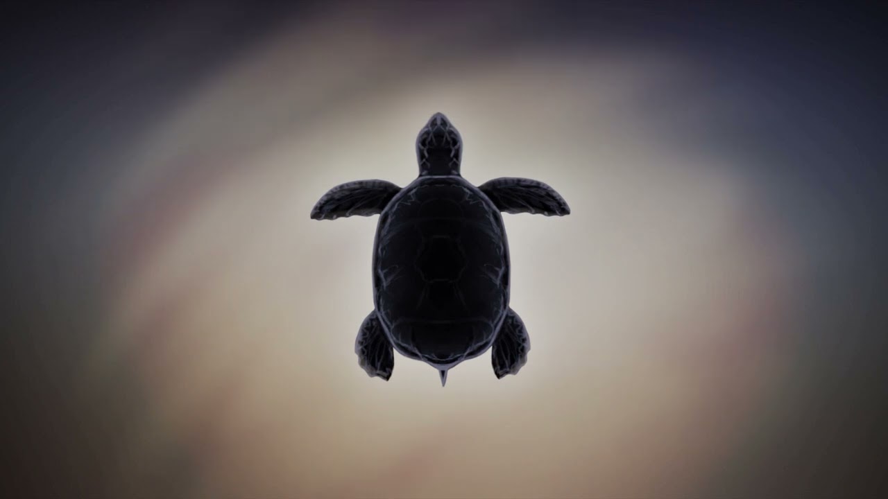 Spirit Animal Meditations: Wise Sea Turtle - Creative Meditations for ...