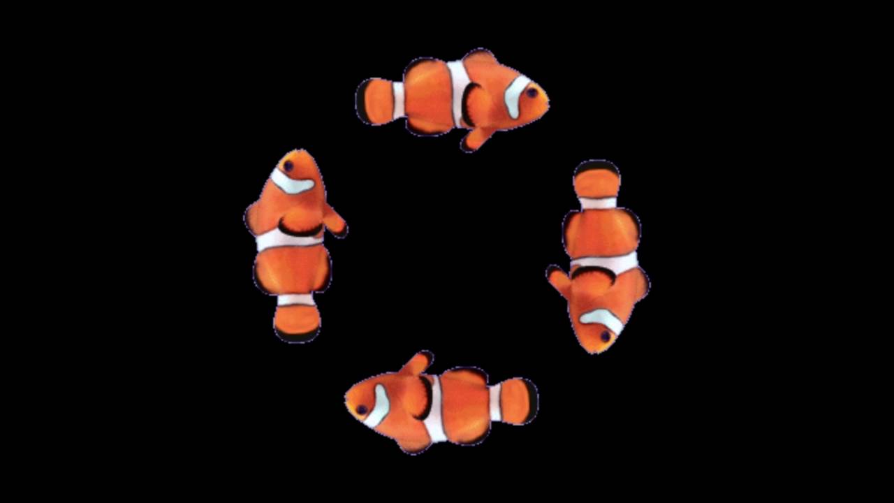 Real Clownfish based on Nemo | HOLHO 3D Hologram 4faces pyramid - YouTube