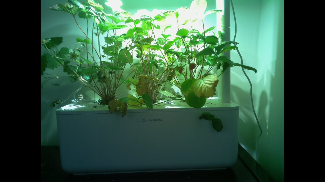 Click and Grow Smart Garden 3 Wild Strawberry Timelapse over 4 Months ...