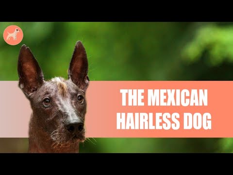XOLOITZCUINTLE (Xolo Dog) (Xolo Dog) [Expert Opinion]